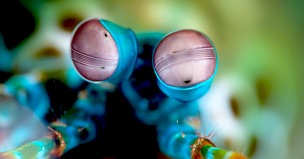 Peacock Mantis Shrimp Eyes