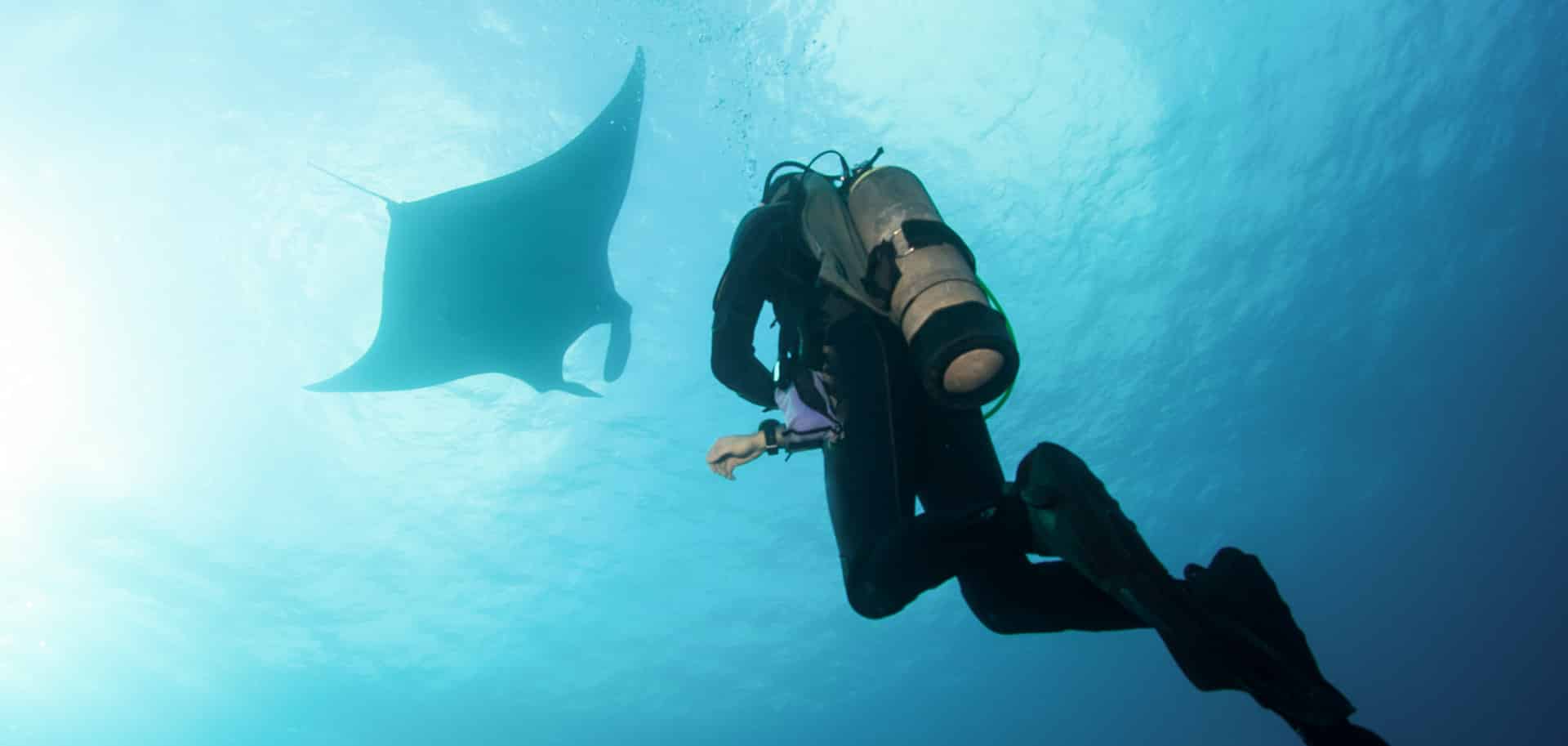 Beloved Manta Rays | Indo Yachts Blog