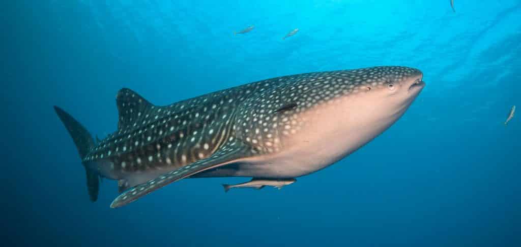 The Complete Guide To Whale Sharks | Indo Yachts Blog