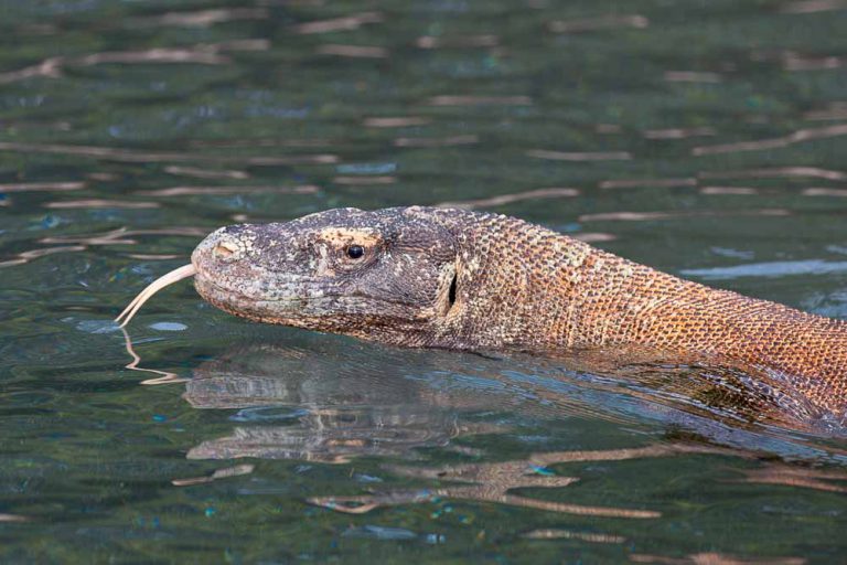 Extreme Komodo | 5-night Komodo Charter Itinerary | Indo Yachts