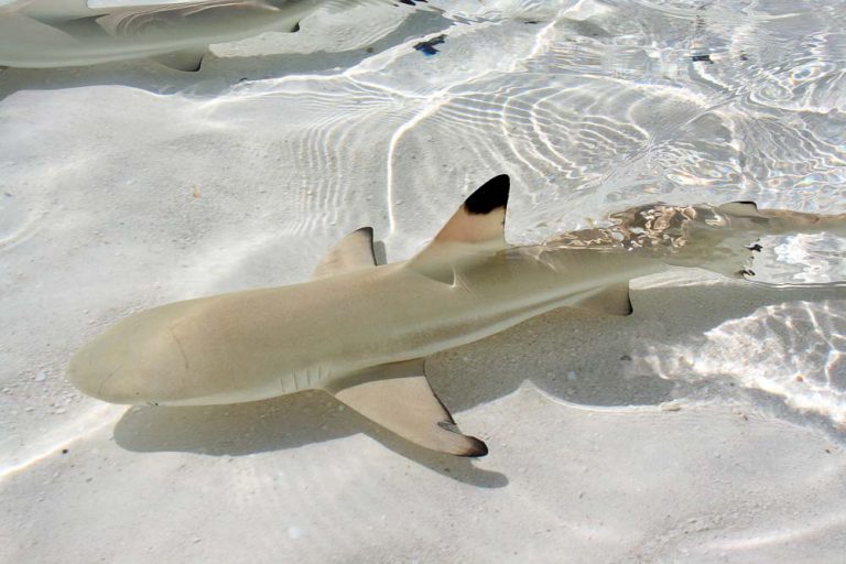 Ultimate Family Adventure | 10-nights Raja Ampat Itinerary | Indo Yachts