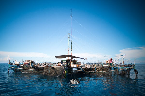 Whale Shark Experience | Cenderawasih Bay Itinerary | Indo Yachts