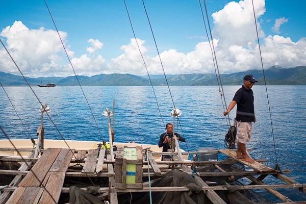 Whale Shark Experience | Cenderawasih Bay Itinerary | Indo Yachts