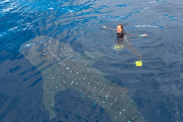 Whale Shark Experience | Cenderawasih Bay Itinerary | Indo Yachts