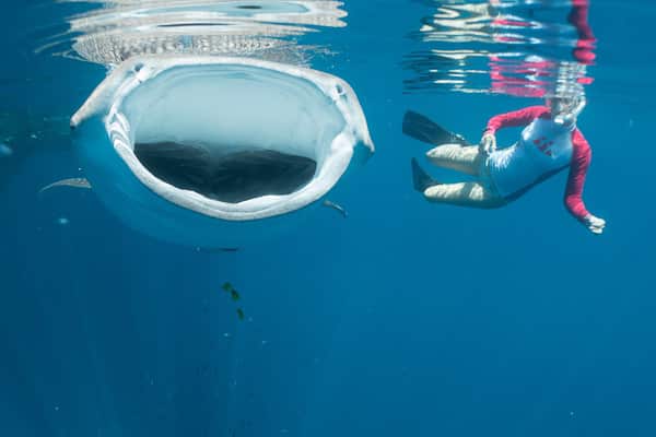 Whale Shark Experience | Cenderawasih Bay Itinerary | Indo Yachts