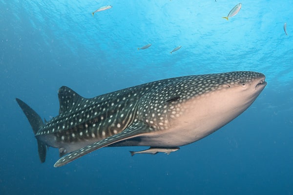 Whale Shark Experience | Cenderawasih Bay Itinerary | Indo Yachts