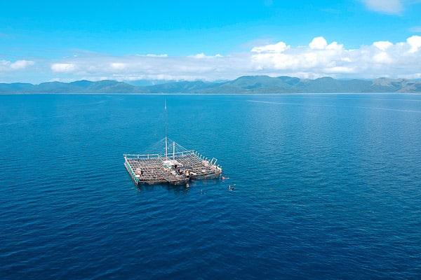 Whale Shark Experience | Cenderawasih Bay Itinerary | Indo Yachts