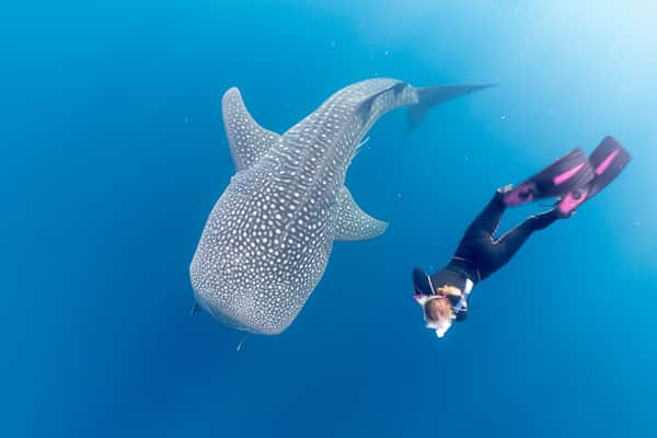 Whale Shark Experience | Cenderawasih Bay Itinerary | Indo Yachts