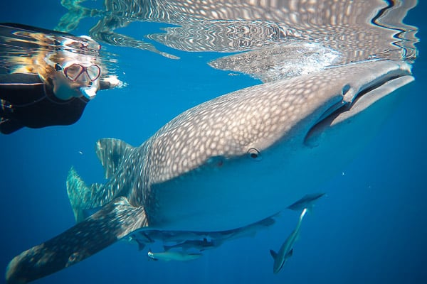Whale Shark Experience | Cenderawasih Bay Itinerary | Indo Yachts